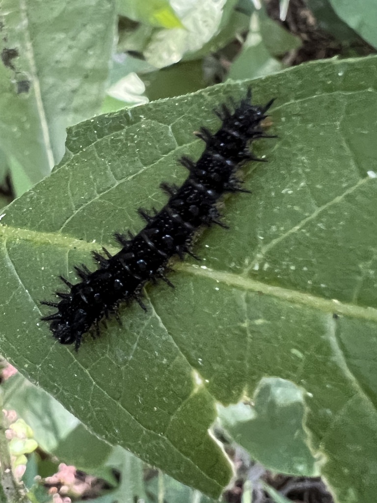 Silvery Checkerspot in July 2023 by Caleb Helsel · iNaturalist