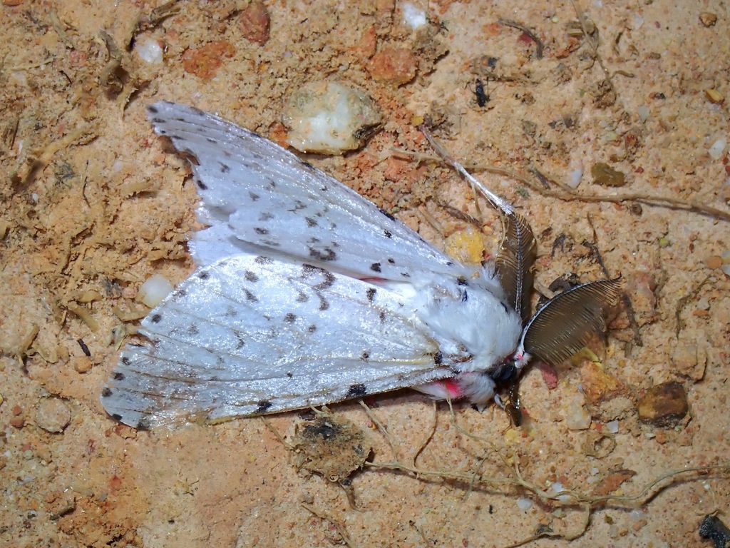 Lymantria bivittata from Sabah, Malaysia on May 31, 2023 at 12:11 AM by ...