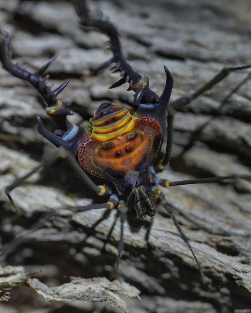 Sadocus asperatus from San Pedro de la Paz, Bío Bío, Chile on July 26 ...