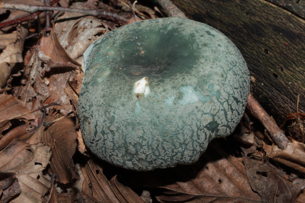Blue-green Cracking Russula in July 2023 by Sarah Culliton · iNaturalist