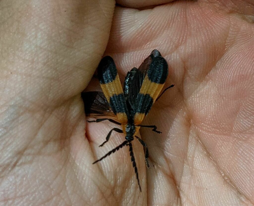 Reticulated Net-winged Beetle from Absecon, NJ 08201, USA on July 30 ...