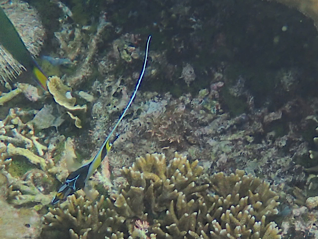 Moorish Idol from San Miguel Is, Monreal, Masbate, Philippines on June ...
