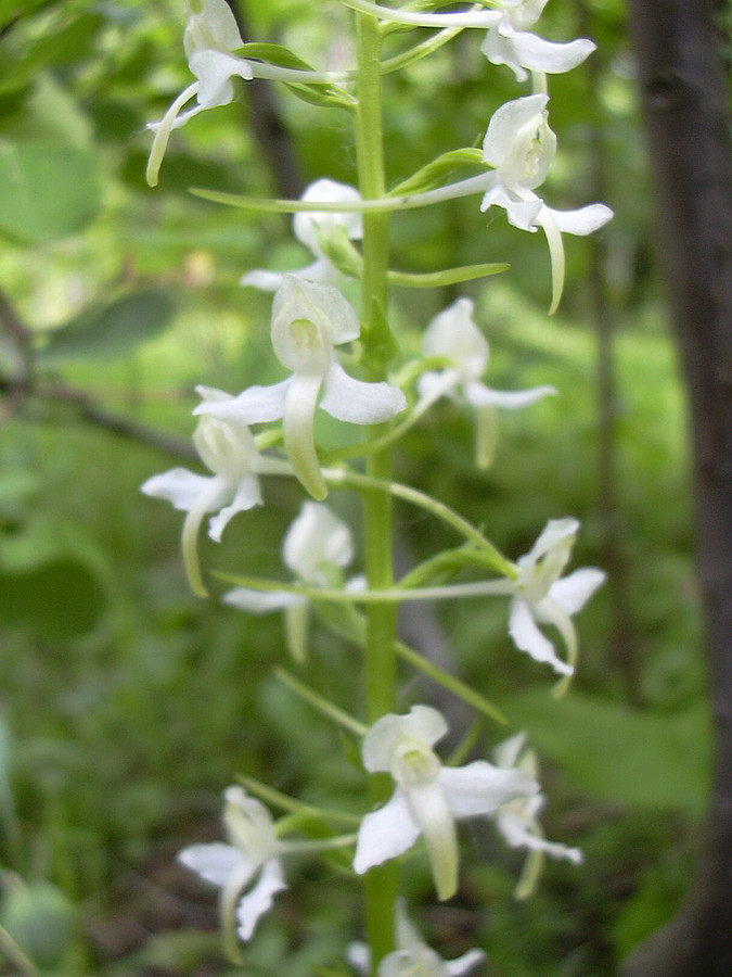 Lesser butterfly-orchid from Чебоксарский р-н, Чувашская Респ., Россия ...