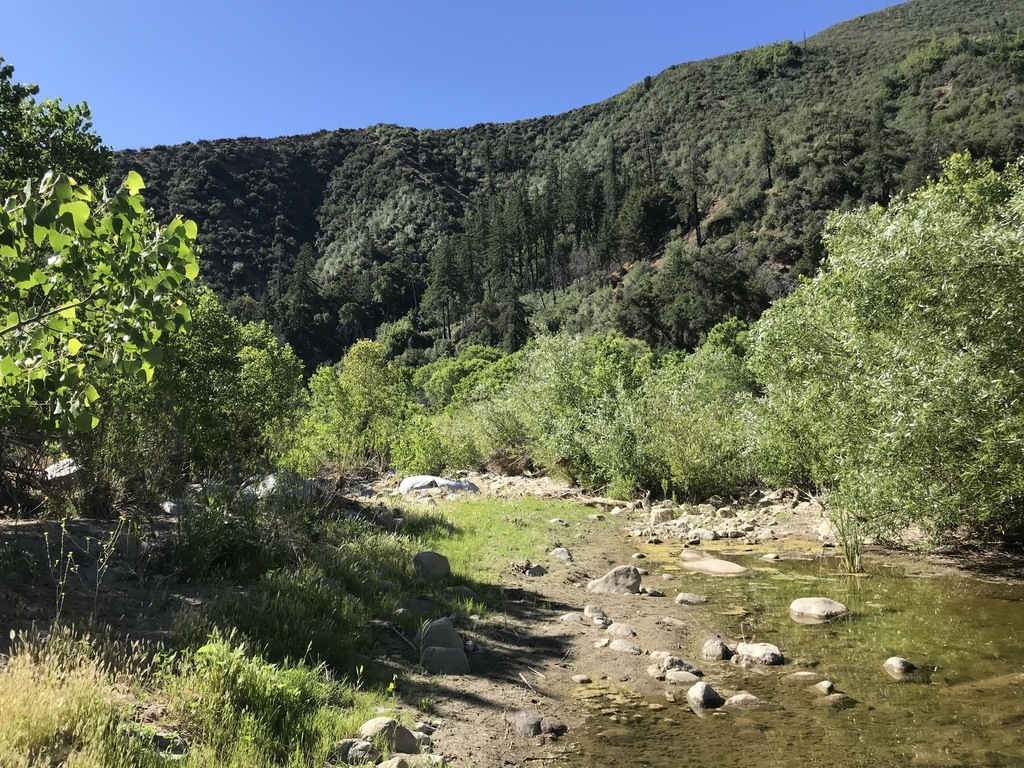 Bigcone Douglas-fir in June 2020 by Adam J. Searcy · iNaturalist