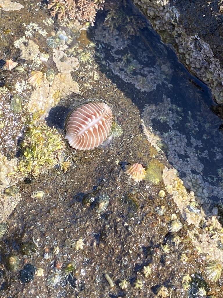 Solander's Trivia from Isla Natividad, MX on July 26, 2023 at 09:17 AM ...