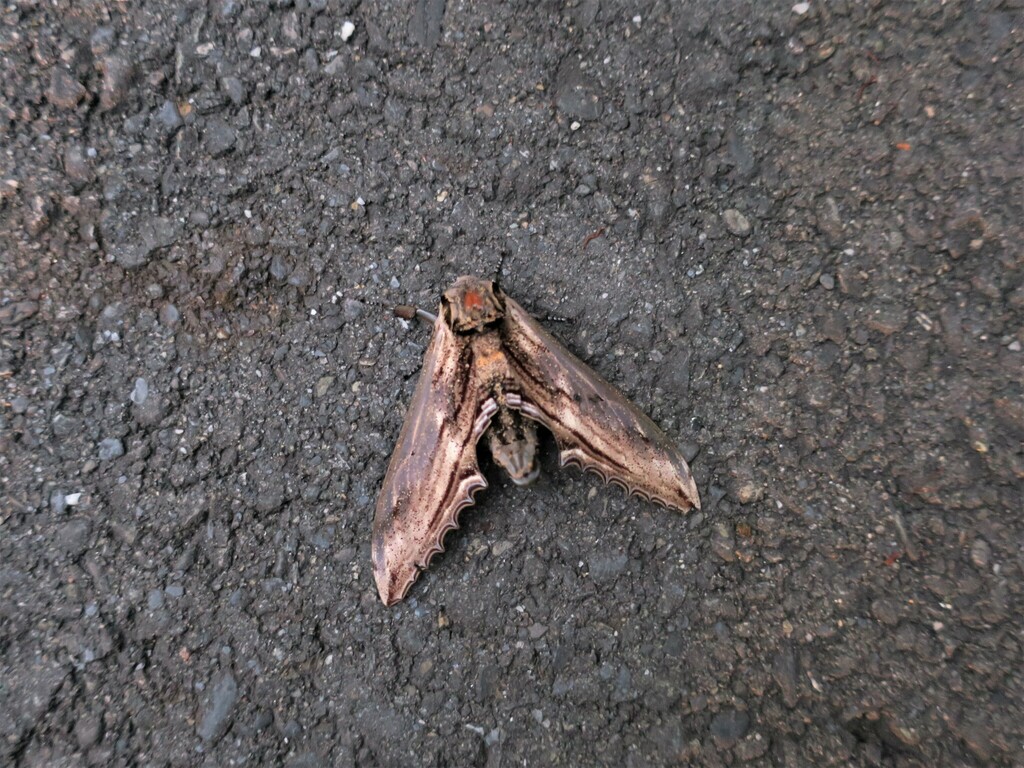 Apple Hawkmoth from 557台灣南投縣溪山路6號 on April 22, 2023 at 05:20 AM by ...