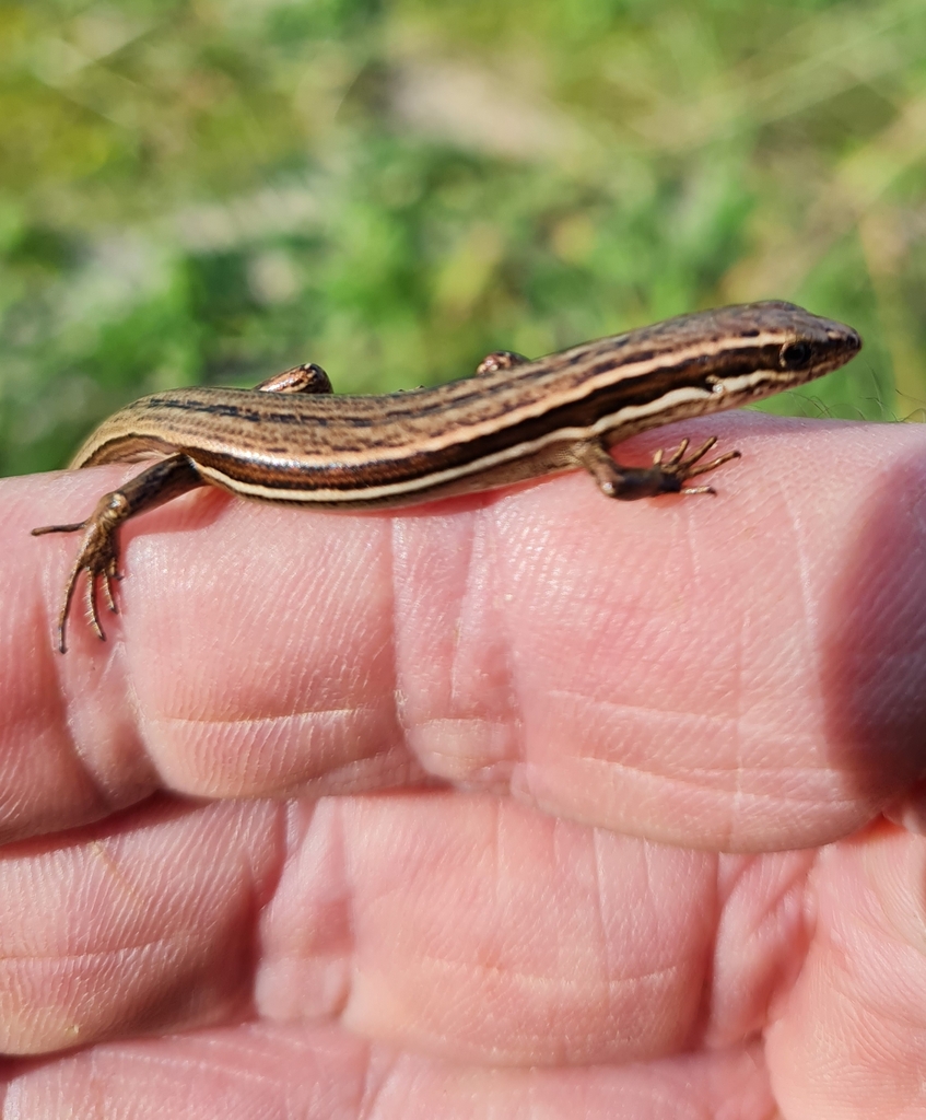 Moko Skink in July 2023 by Ken · iNaturalist