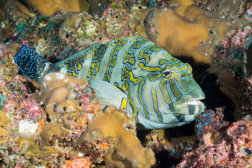 Giant Hawkfish (Cirrhitus rivulatus) - Marine Life Identification