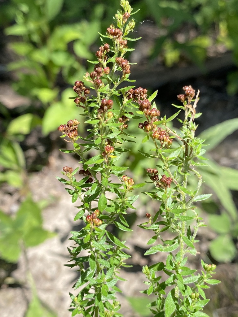 Hairy Pinweed in July 2023 by Christopher David Benda · iNaturalist