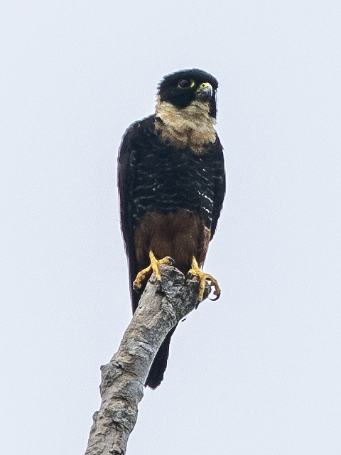 Bat Falcon from Alta Floresta - State of Mato Grosso, 78580-000, Brazil ...
