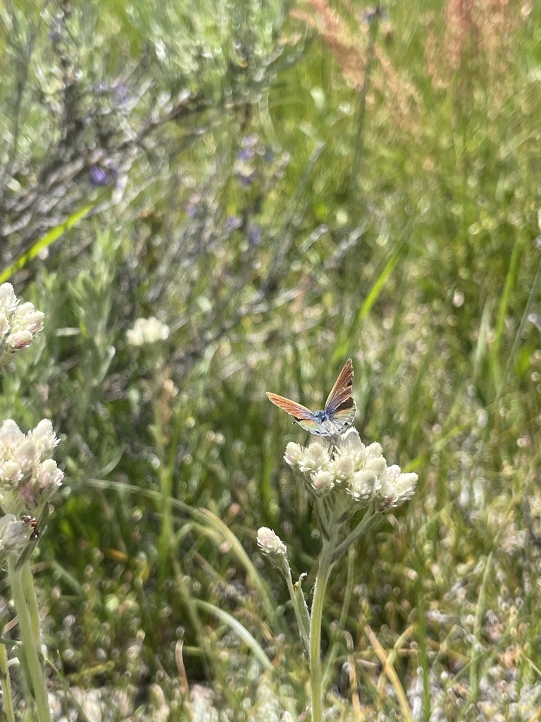 Butterflies from Inyo National Forest, Mammoth Lakes, CA, US on July 29 ...