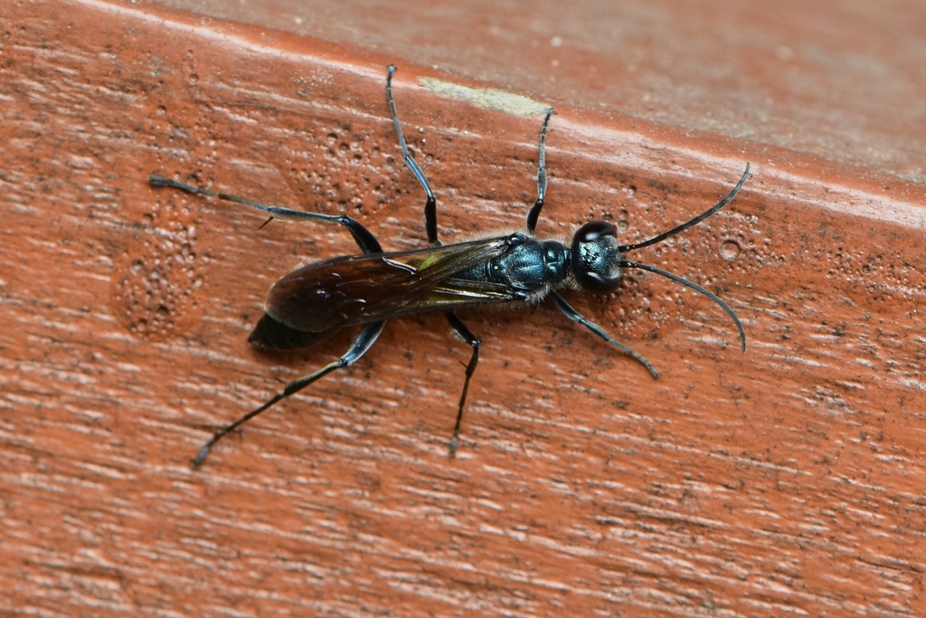 Japanese Blue Mud-dauber Wasp from Hoengseong-gun, South Korea on July ...