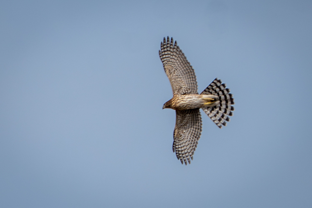 Cooper's Hawk from West Side, Vancouver, BC, Canada on July 29, 2023 at ...