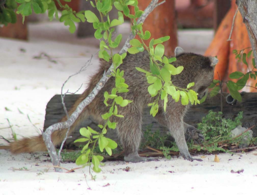 Pygmy Raccoon from Cozumel, Quintana Roo, Mexico on June 23, 2023 at 11 ...