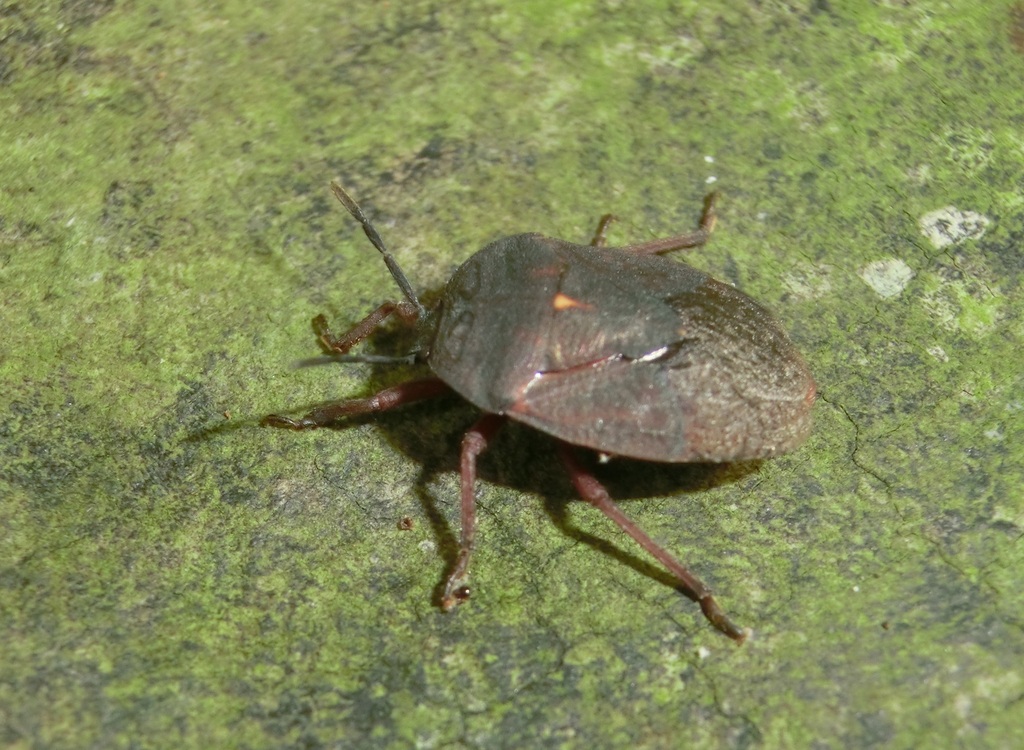 Cyclopelta parva from 台灣彰化縣 on July 30, 2023 at 04:43 PM by r88621108 ...