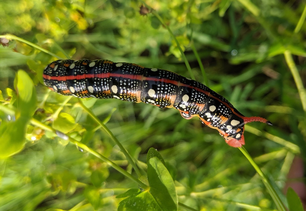 Leafy Spurge Hawkmoth from Roscommon County, MI, USA on July 5, 2019 at ...