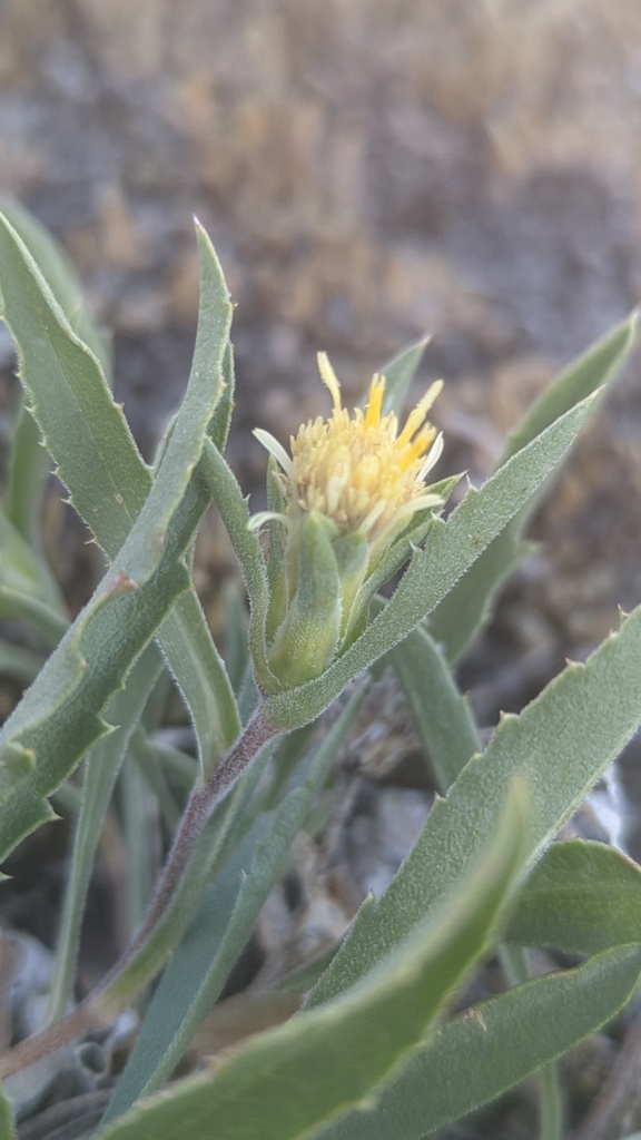 Large-flower Goldenweed (Pyrrocoma carthamoides) - Botanical Realm