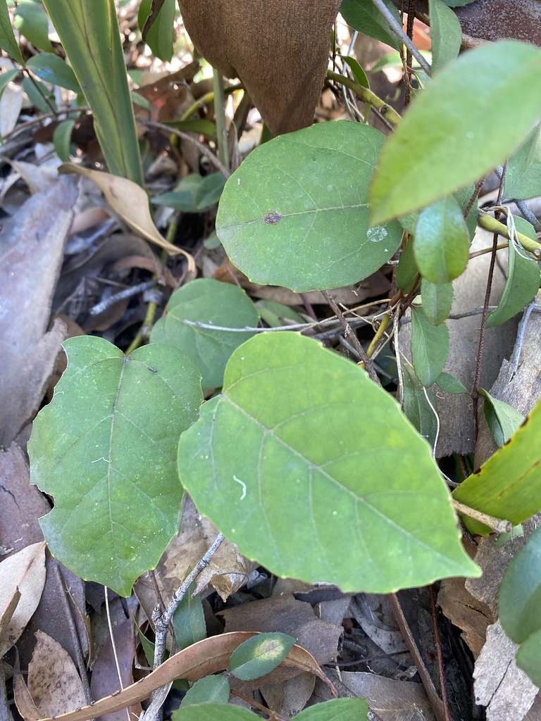 Kangaroo Vine from Ring Rd, Nathan, QLD, AU on July 31, 2023 at 01:25 ...