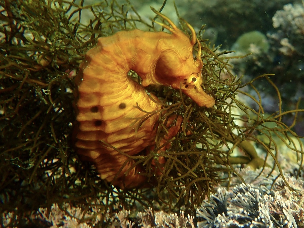 Bigbelly Seahorse in July 2023 by blackwaratah · iNaturalist
