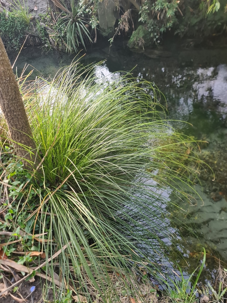 Pukio from Ilam, Christchurch, New Zealand on July 31, 2023 at 03:31 PM ...