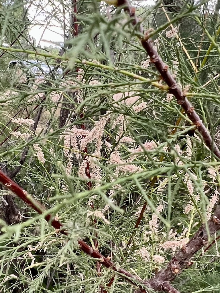 Five-stamen Tamarisk from Baker Lake Rd, Veyo, UT, US on July 30, 2023 ...