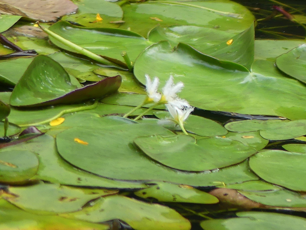 Floatingheart from Heredia Province, Sarapiqui, Costa Rica on July 22 ...