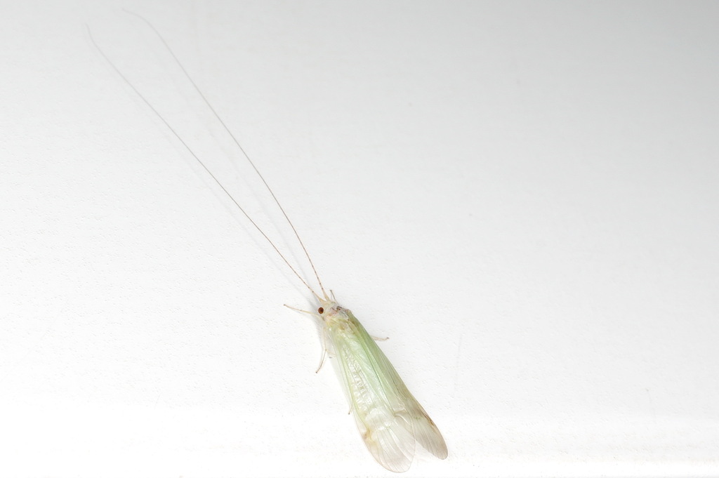 Leptonema from 中国北京市海淀区 on July 23, 2023 at 10:26 PM by wydsdu ...