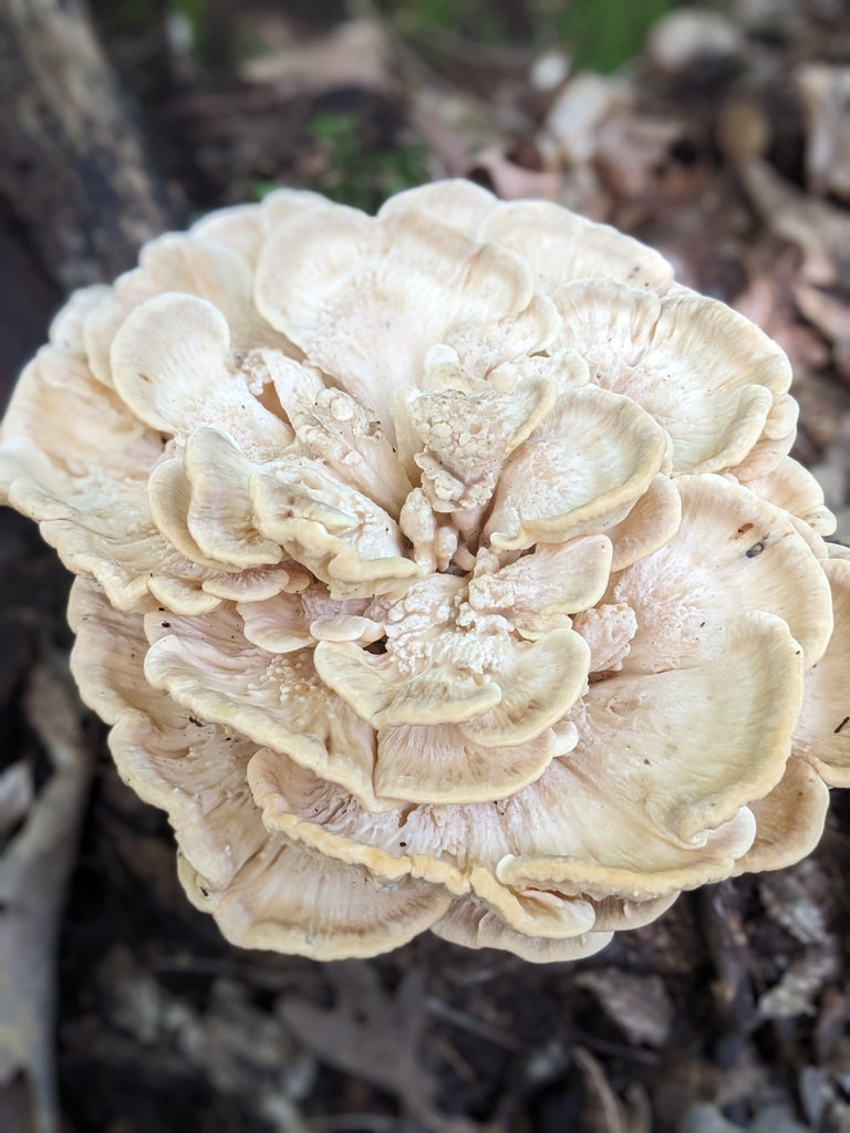 Black-staining Polypore from Short Bend Township, MO, USA on July 29 ...