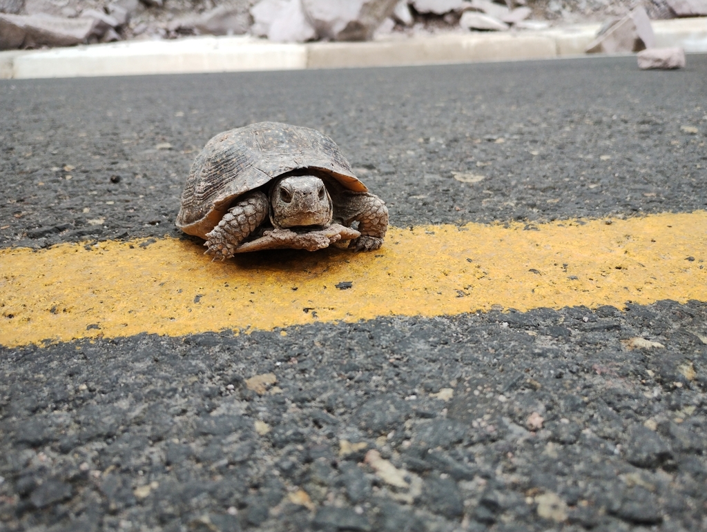 Southern Spotted Box Turtle in July 2023 by danielmoramzn · iNaturalist