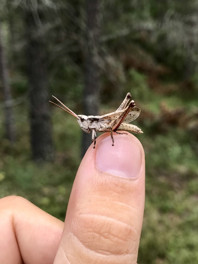Rocky Mountain Sprinkled Locust from Dago Lake Rd, Sturgeon Lake, MN ...
