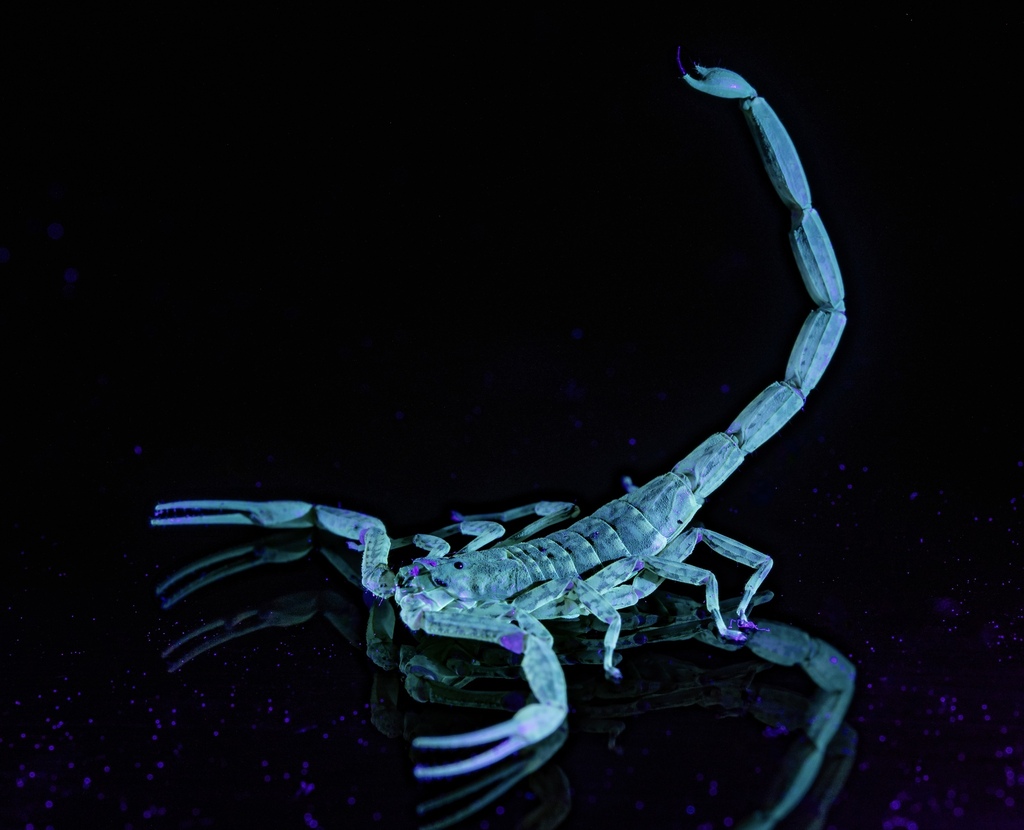 Lesser Brown Scorpion from Penrhyn, Cook Islands, CK on June 24, 2023 ...