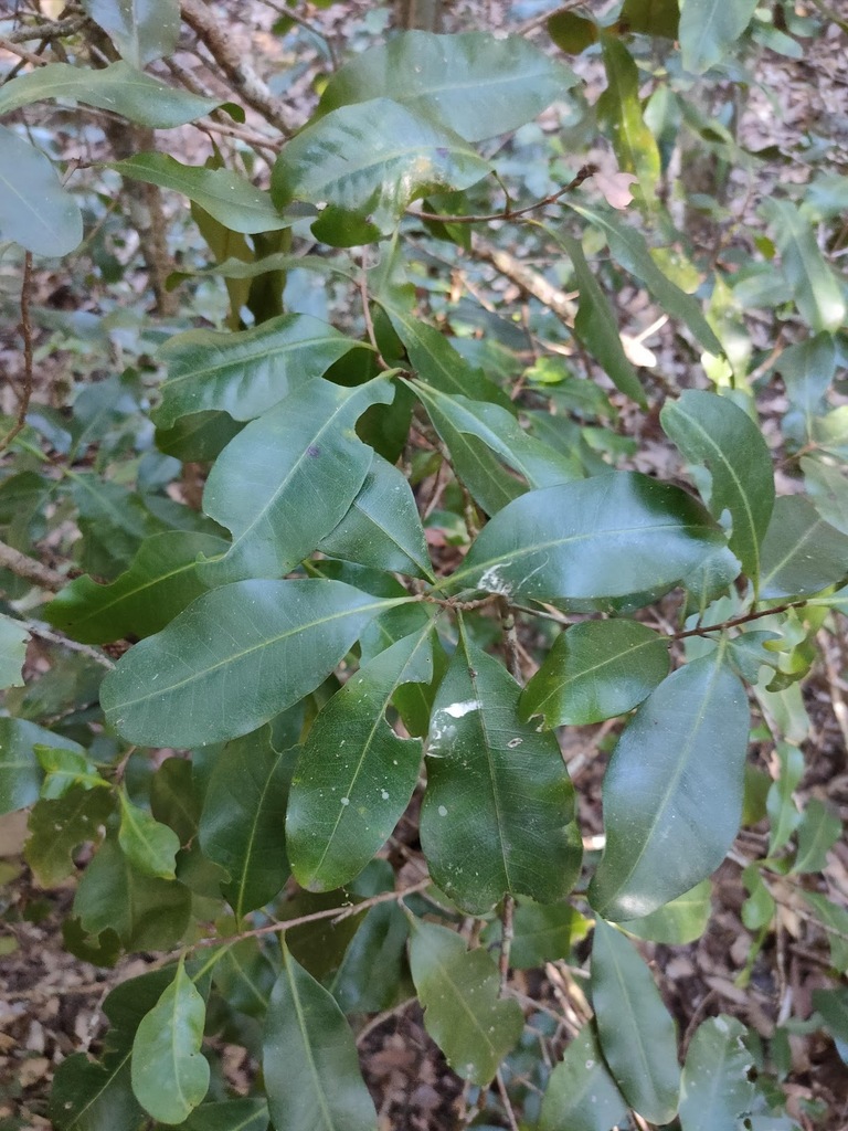 Southern Penda from Magnolia QLD 4650, Australia on July 30, 2023 at 02 ...
