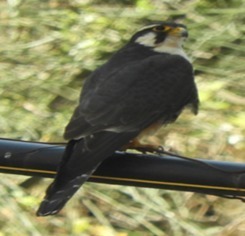 Aplomado Falcon from +51, Ayacucho 05003, Peru on July 28, 2023 at 11: ...