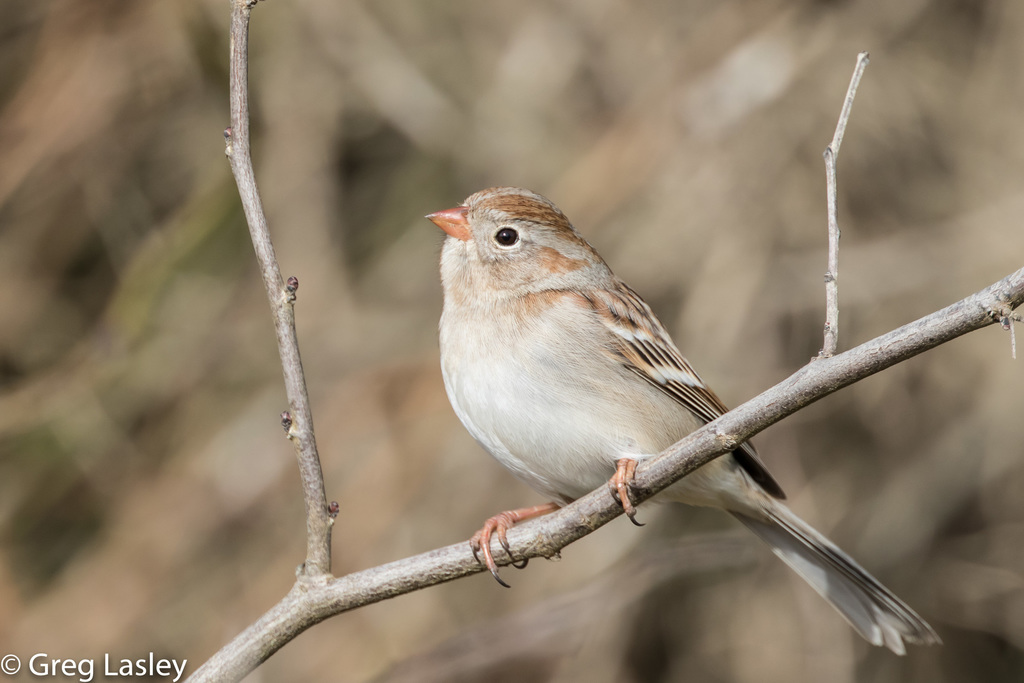 Field Sparrow (Sparrows of the US) · iNaturalist