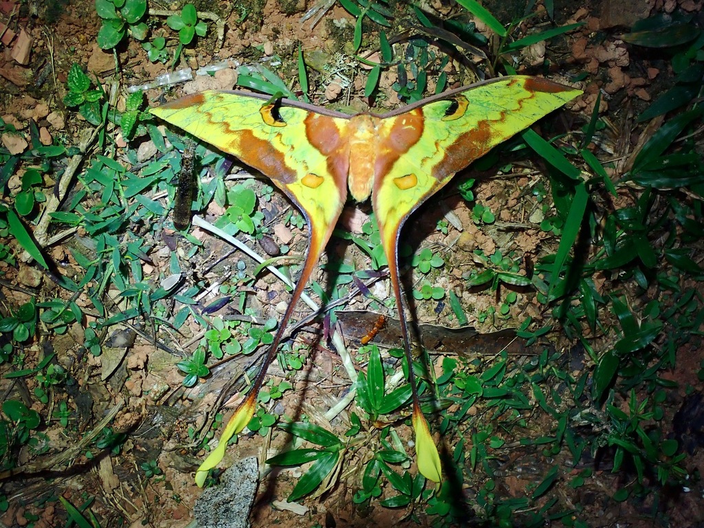 Malaysian Moon Moth from Sabah, Malaysia on May 31, 2023 at 05:21 AM by ...
