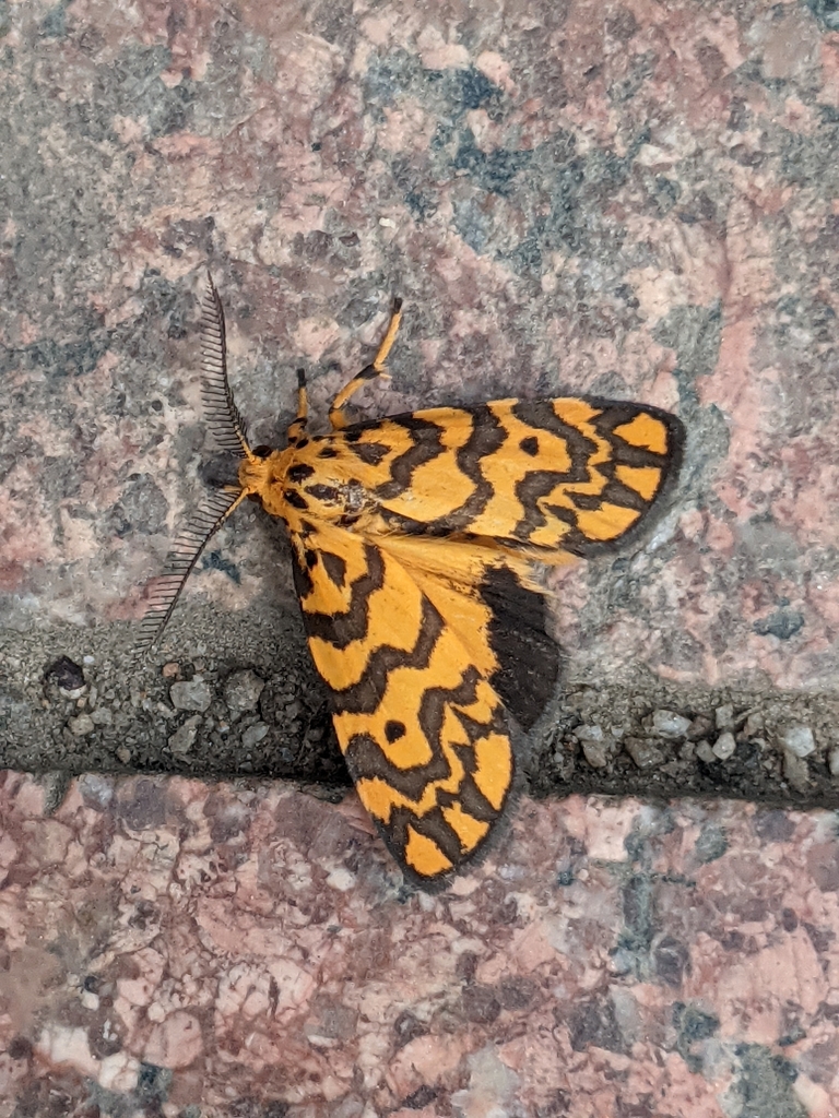 Nepita conferta from 36, Yeshwanthpur Industrial Area, Phase 1 ...