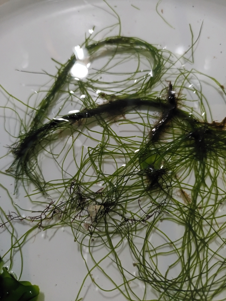 Chaetomorpha aerea from Chile on July 31, 2023 at 12:29 AM by fernanda ...