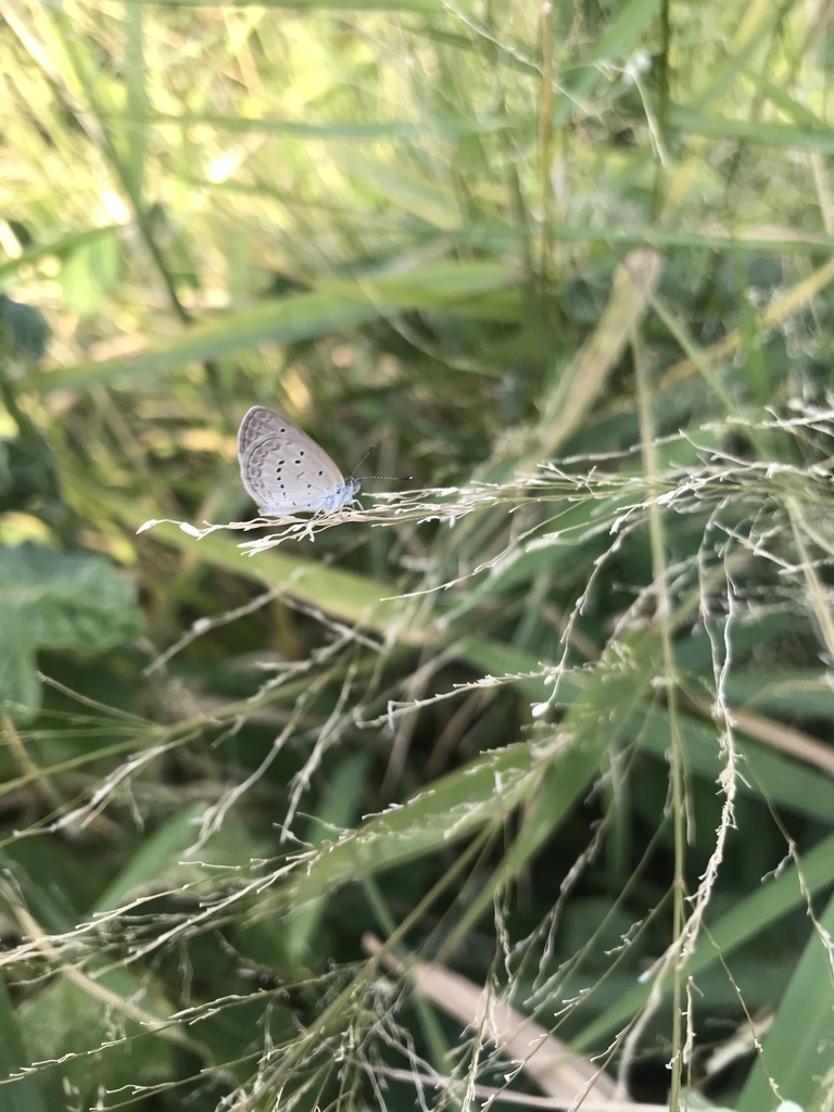 Lesser Grass Blue from University of Hawaiʻi at Mānoa, Honolulu, HI, US ...