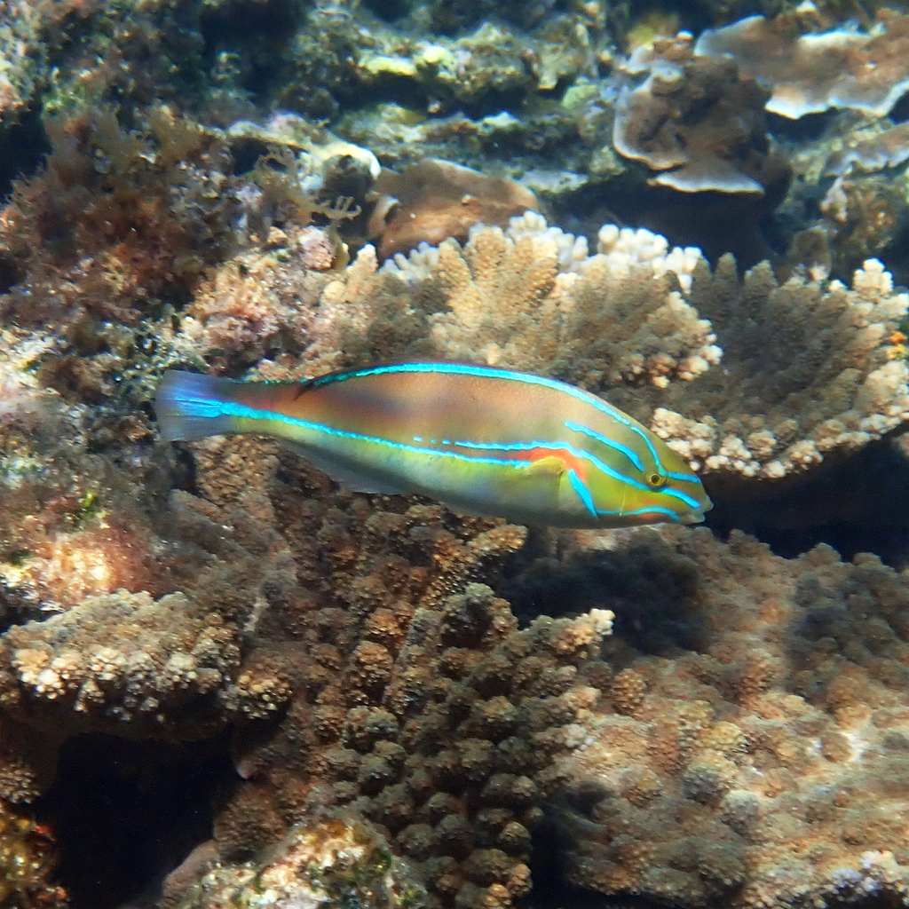 Redshoulder Wrasse from Slaughter Bay, Kingston 2899, Norfolk Island on ...