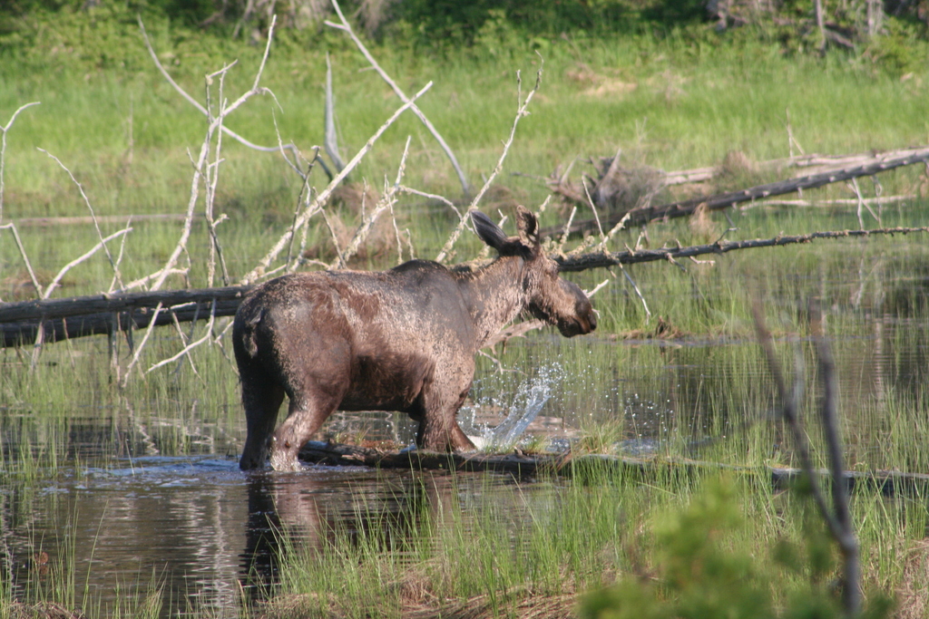 Northwestern Moose from Keweenaw County, MI, USA on June 4, 2023 at 09: ...
