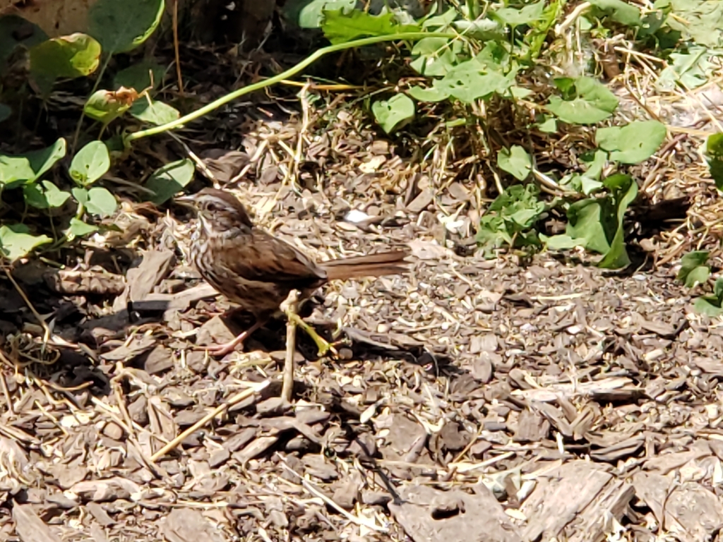 Song Sparrow in July 2023 by Gavin Slater · iNaturalist