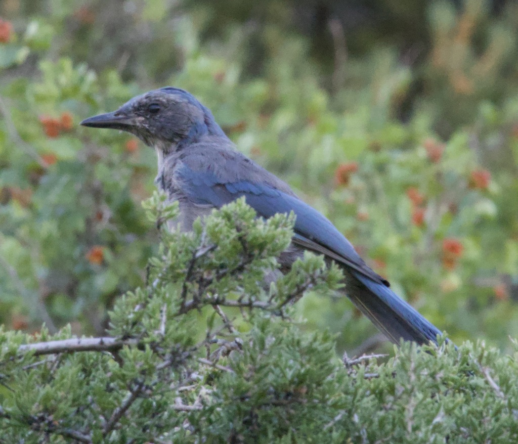 Woodhouse's Scrub-Jay from Mt Charleston, NV 89124, USA on July 25 ...
