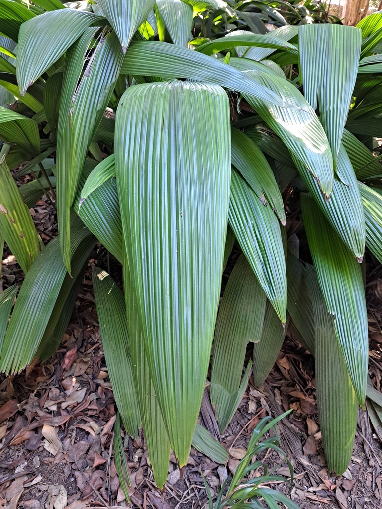 Palm Grass from Darra QLD 4076, Australia on July 31, 2023 at 02:59 PM ...