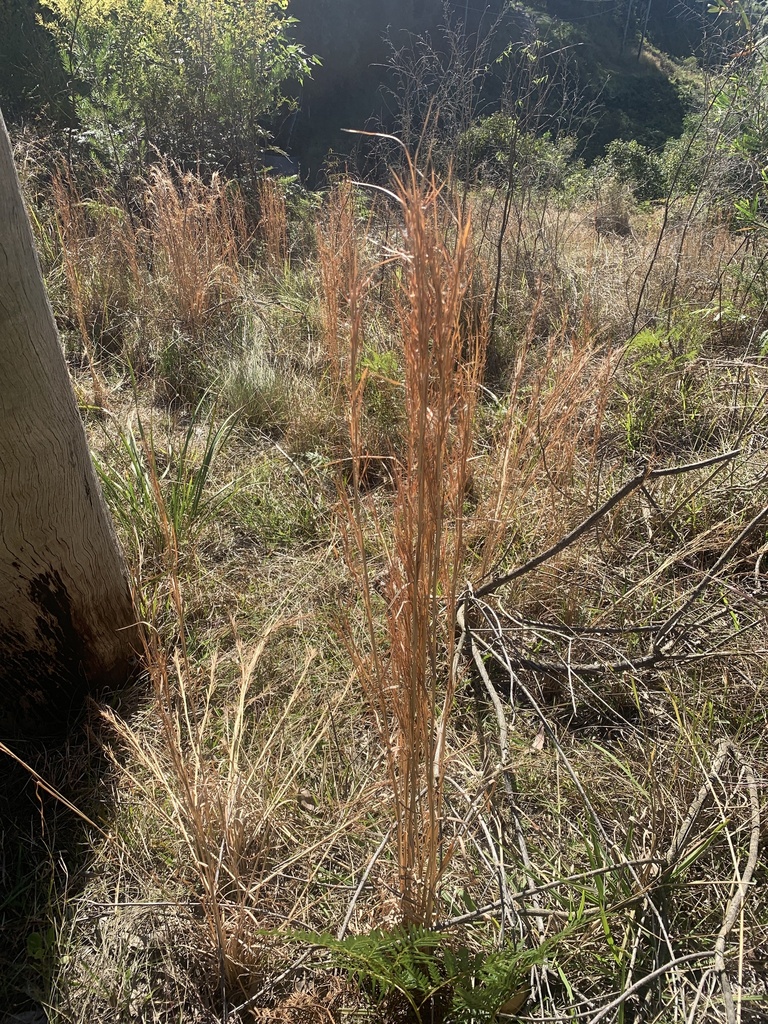 broomsedge bluestem from Glenrock State Conservation Area, Merewether, NSW, AU on July 31, 2023 ...