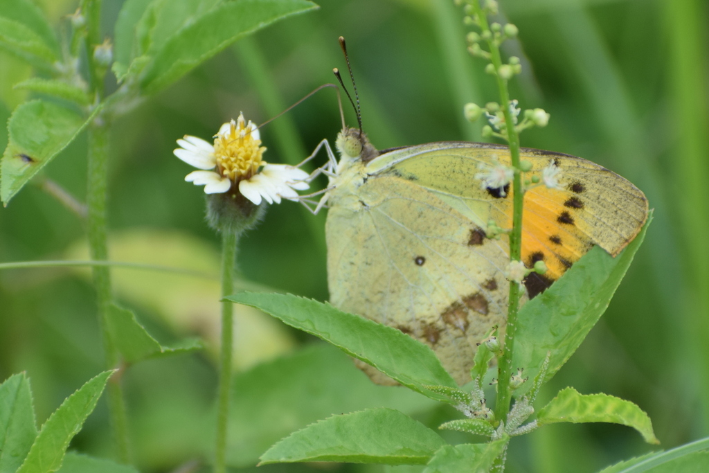 White Orange Tip from Gar Panchkot, West Bengal 723142, India on July ...