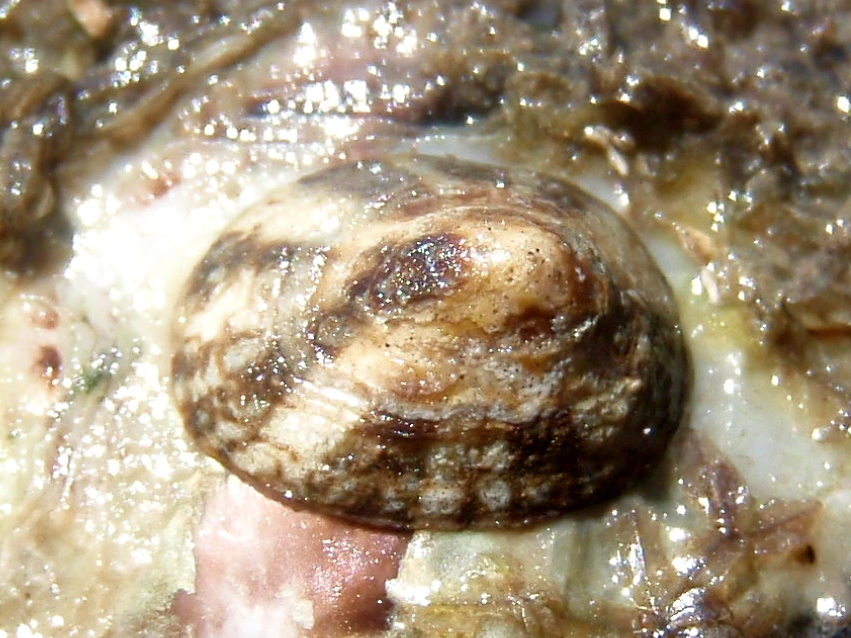 Patelloida from Broulee - Mossy Point NSW 2537, Australia on November 8 ...