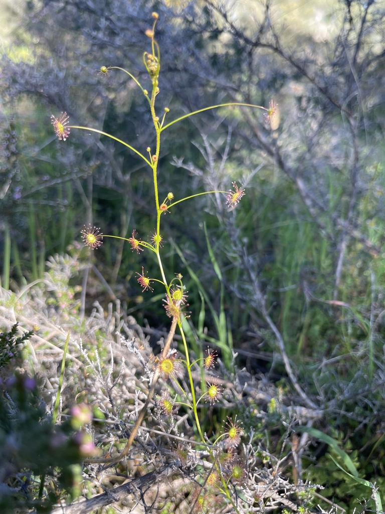 Drosera eremaea in July 2023 by yirrigrove · iNaturalist
