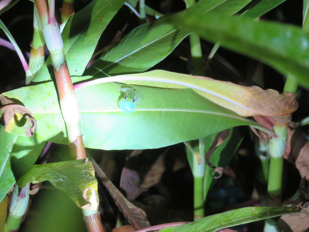 Spotted Hatchet-faced Tree Frog from Maynas Province, Peru on November ...
