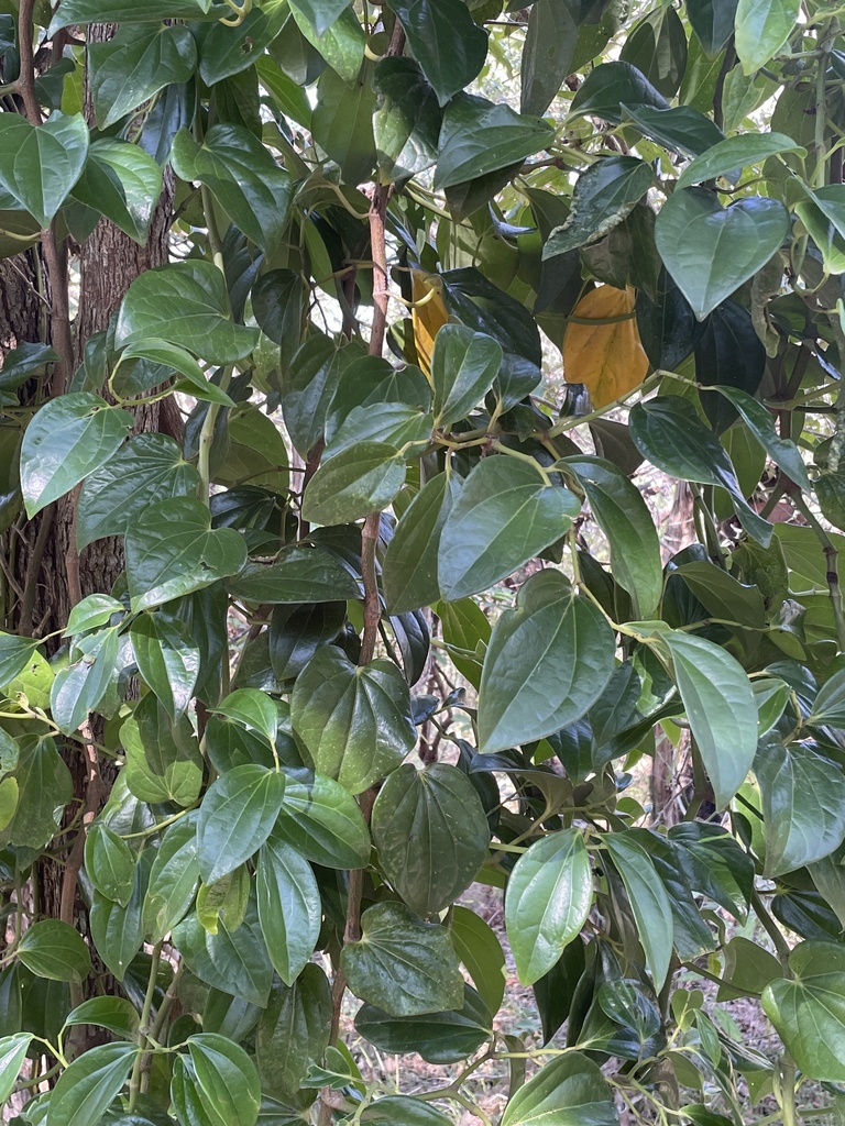Australian Pepper Vine from Noosa National Park, Noosa Heads, QLD, AU ...