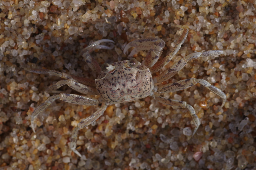 Ghost Crabs from Along the beach from Scottburgh Campsite to Mtunzi ...